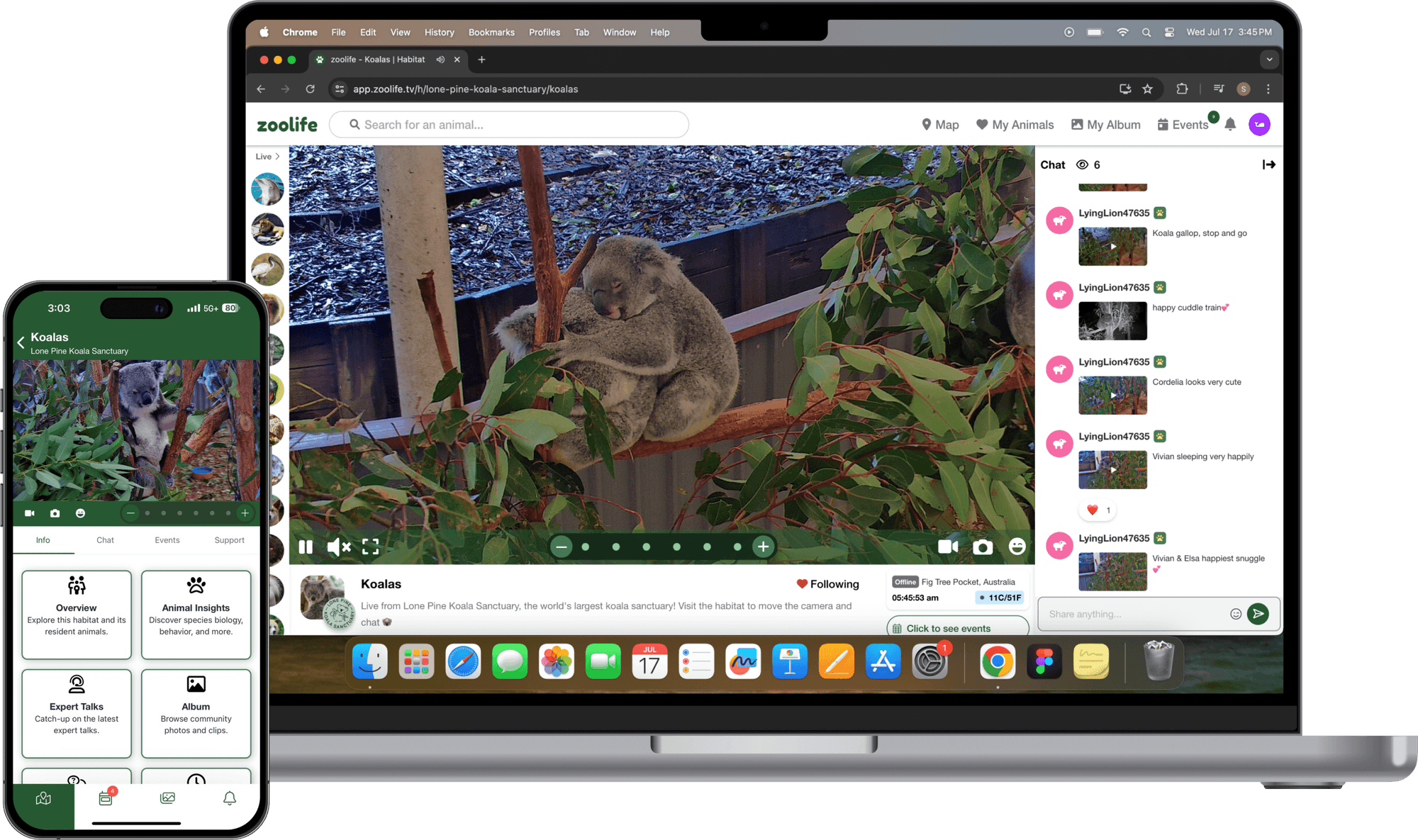 Koala Live Cam: Watch Anytime, Anywhere on zoolife